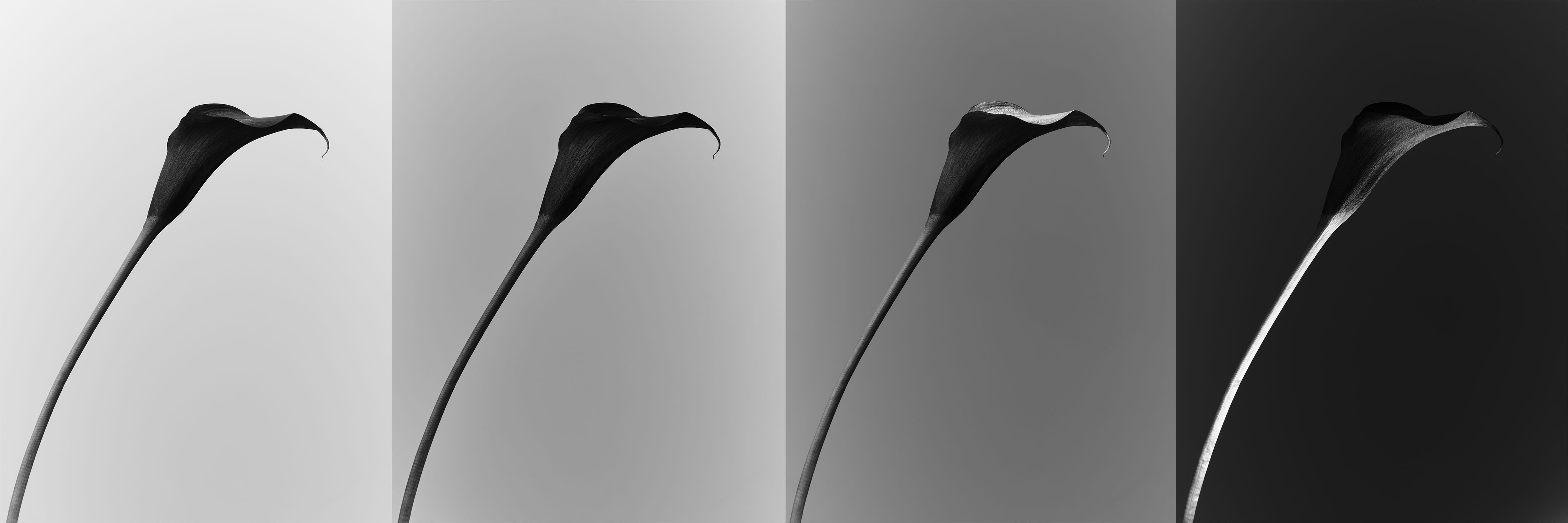 Overview → George Harvey