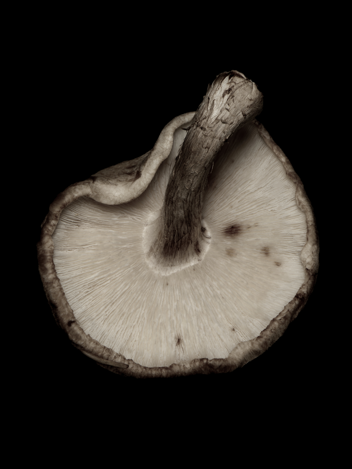 Overview → George Harvey